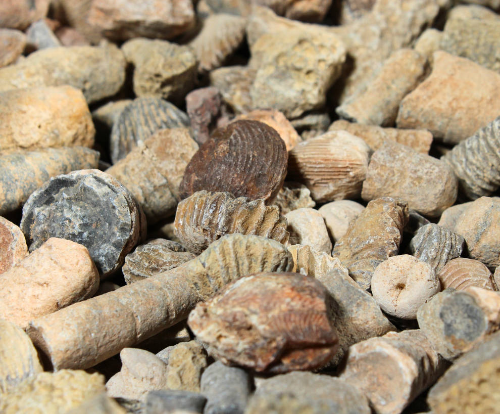 Fossil Mix | Raw Fossil Hunting Kit | Materials for Collection, Displa ...